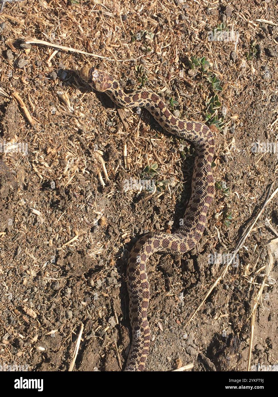 Pacific Gopher Snake (Pituophis catenifer catenifer Stock Photo - Alamy