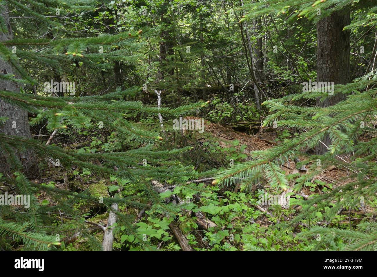 white twisted-stalk (Streptopus amplexifolius Stock Photo - Alamy