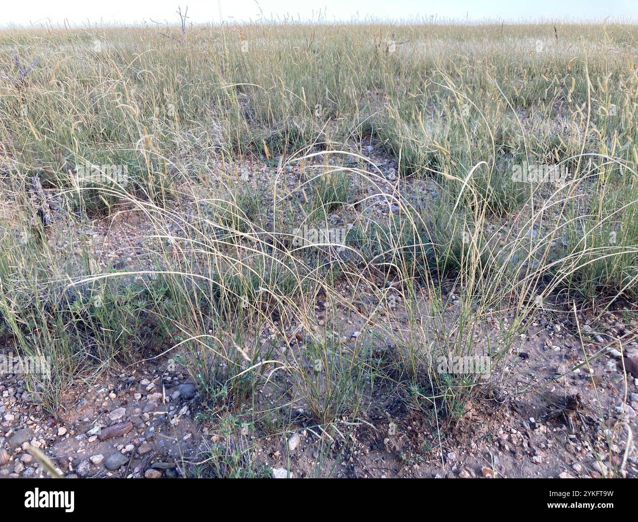 Sand Dropseed (Sporobolus cryptandrus Stock Photo - Alamy
