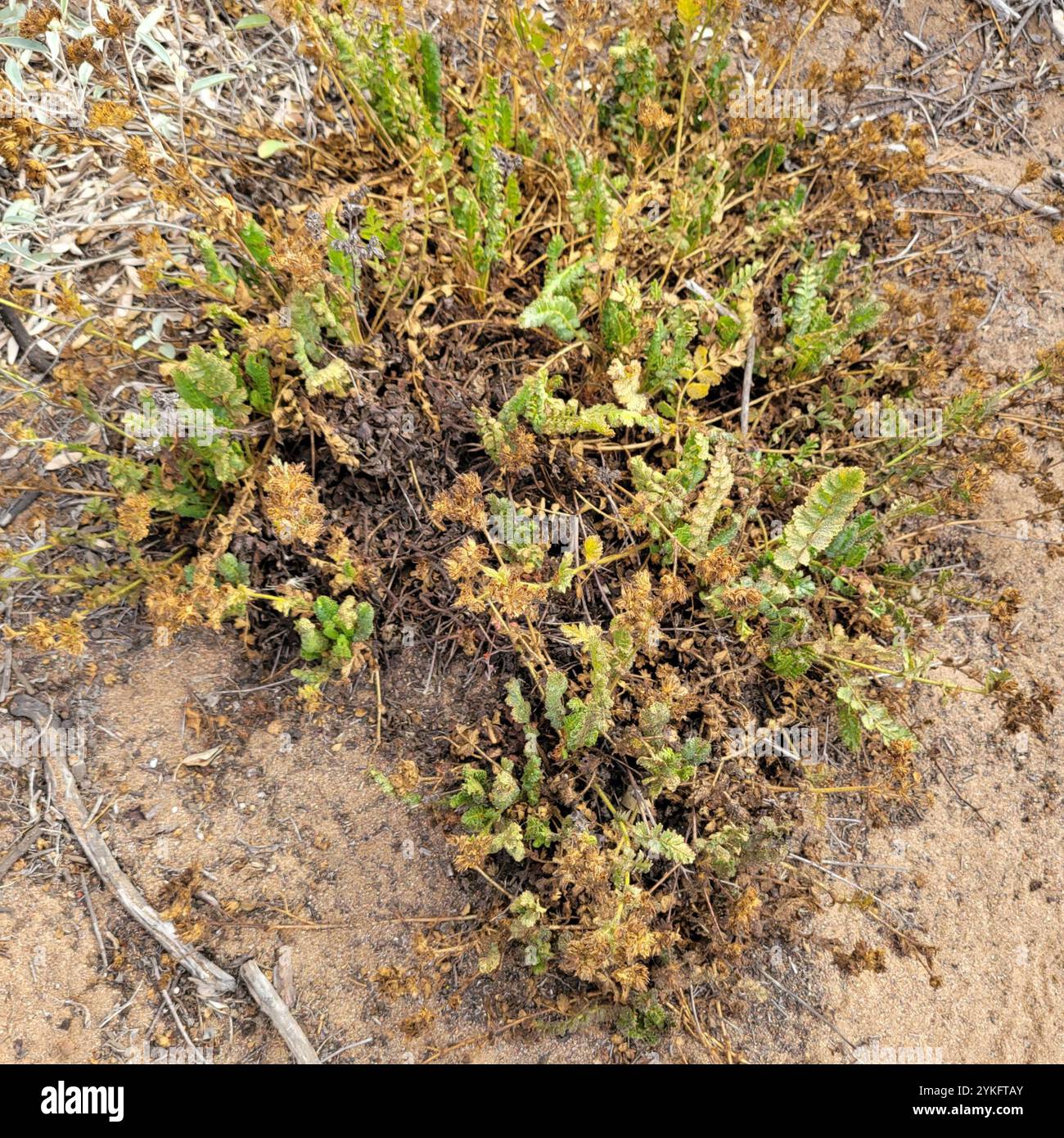 Wedge leaf horkelia (Horkelia cuneata Stock Photo - Alamy