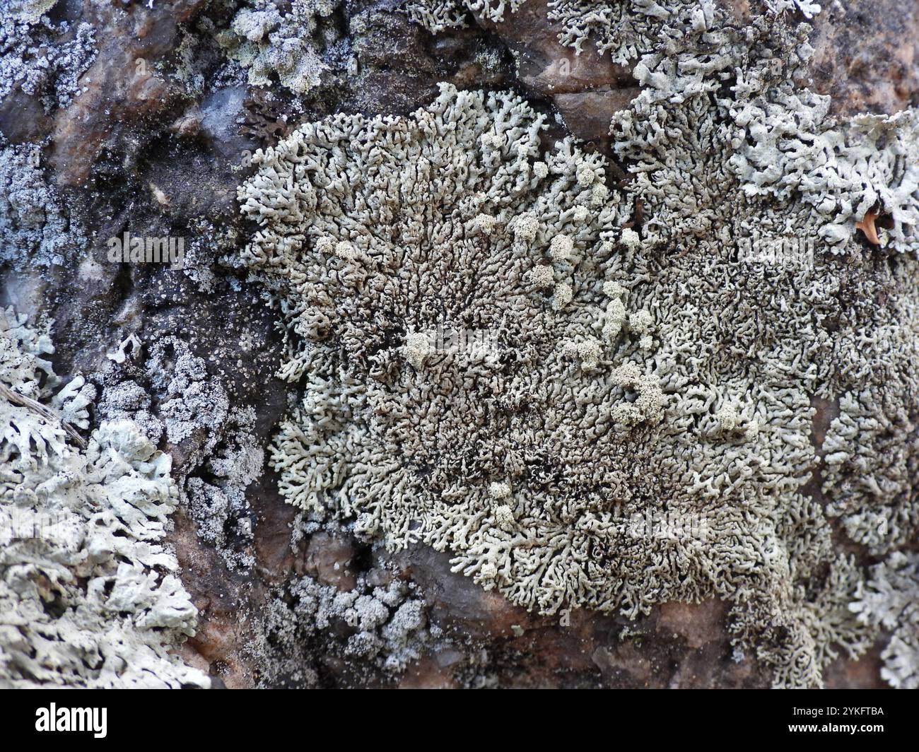 Finger Ring Lichen (Arctoparmelia incurva Stock Photo - Alamy