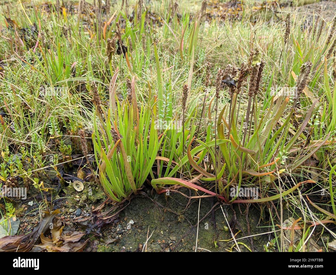 Sea Plantain (Plantago maritima Stock Photo - Alamy