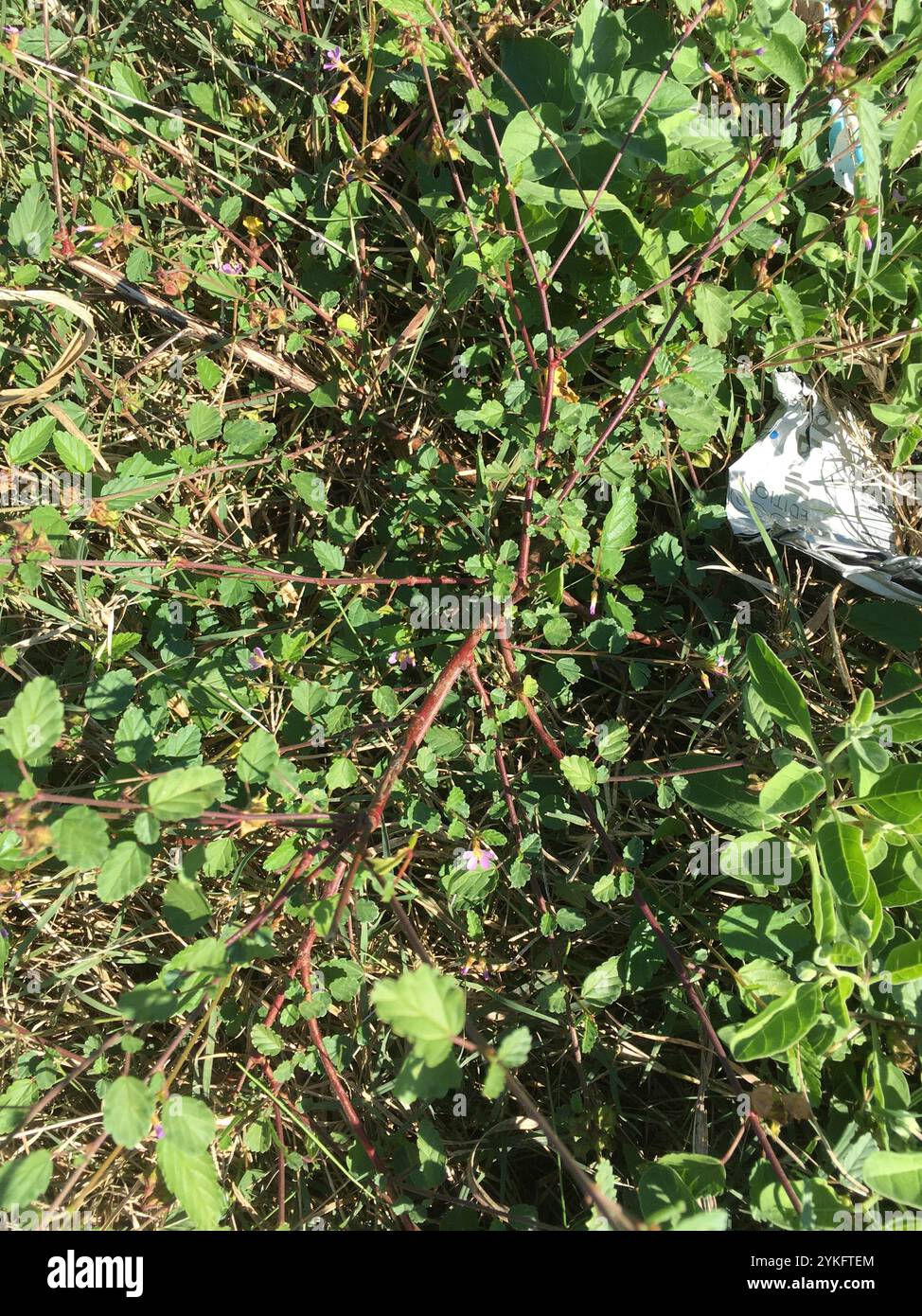 Pyramid Flower (Melochia pyramidata Stock Photo - Alamy