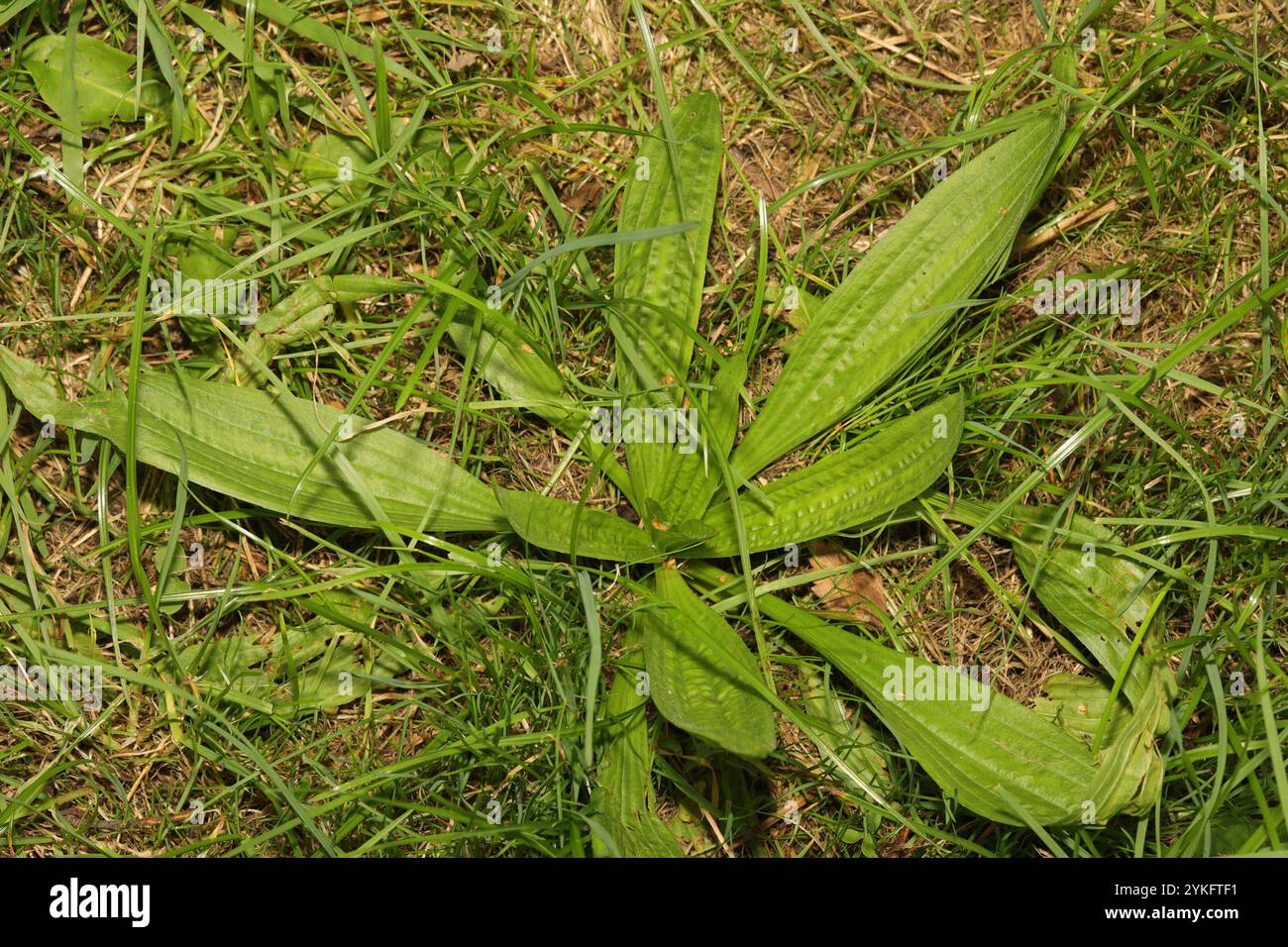 ribwort plantain (Plantago lanceolata Stock Photo - Alamy