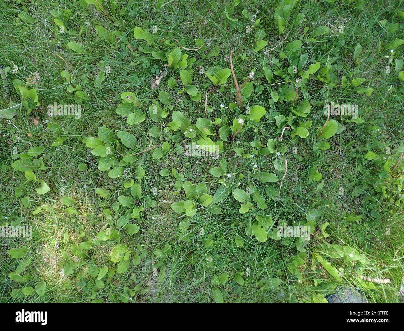 Common mouse-ear chickweed (Cerastium fontanum Stock Photo - Alamy