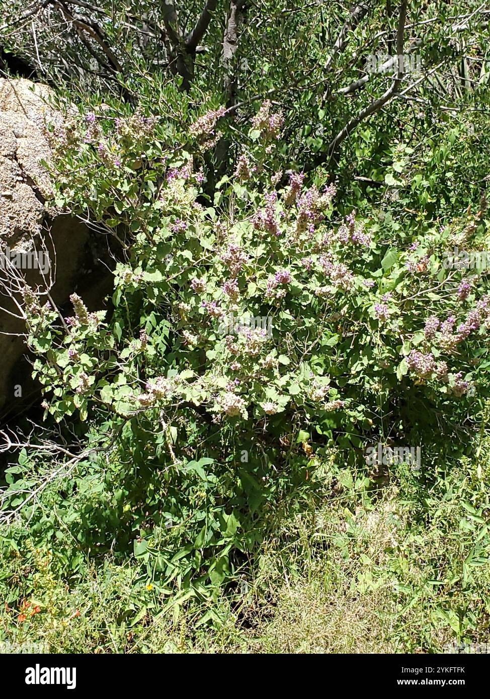 Rock Sage (Salvia pinguifolia Stock Photo - Alamy
