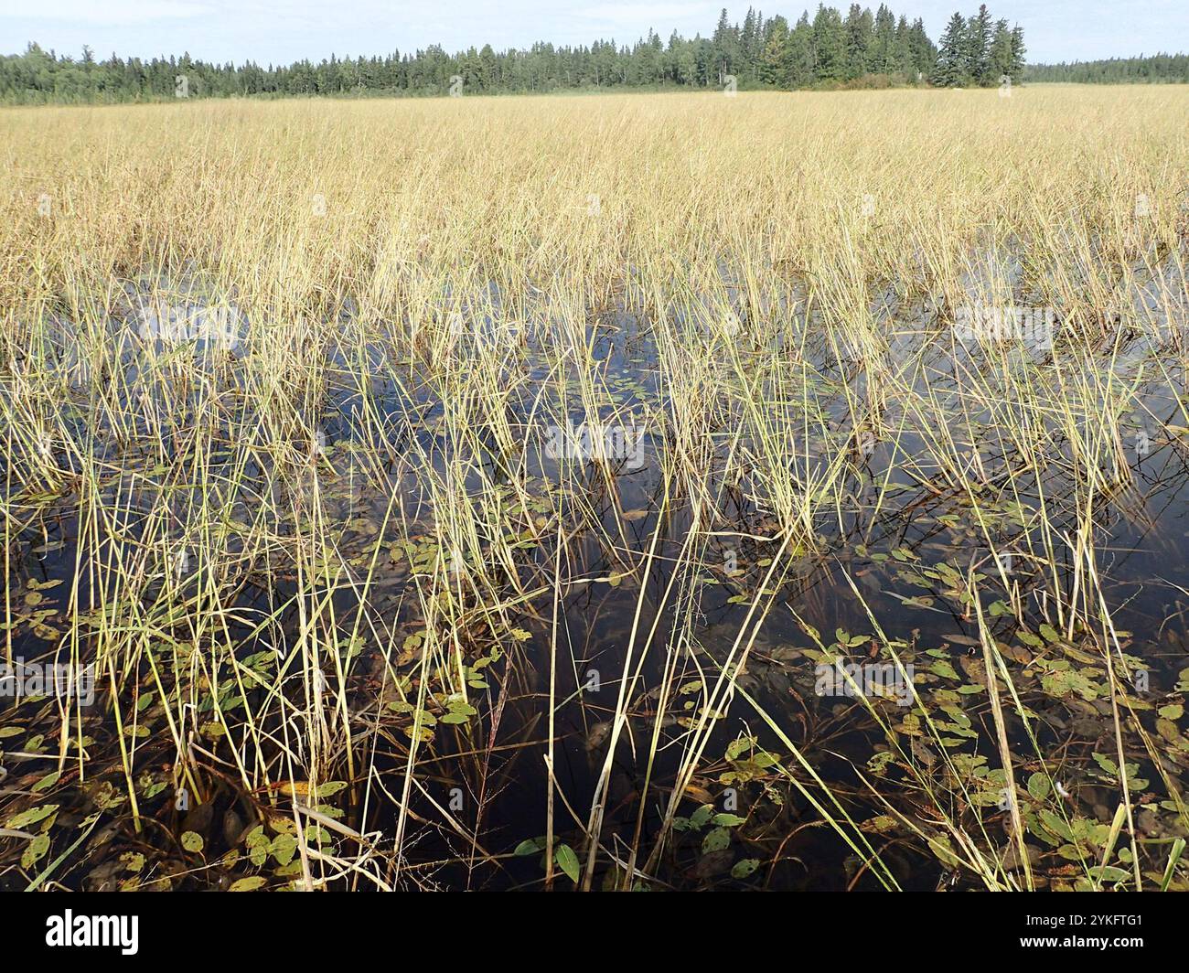 northern wild rice (Zizania palustris Stock Photo - Alamy