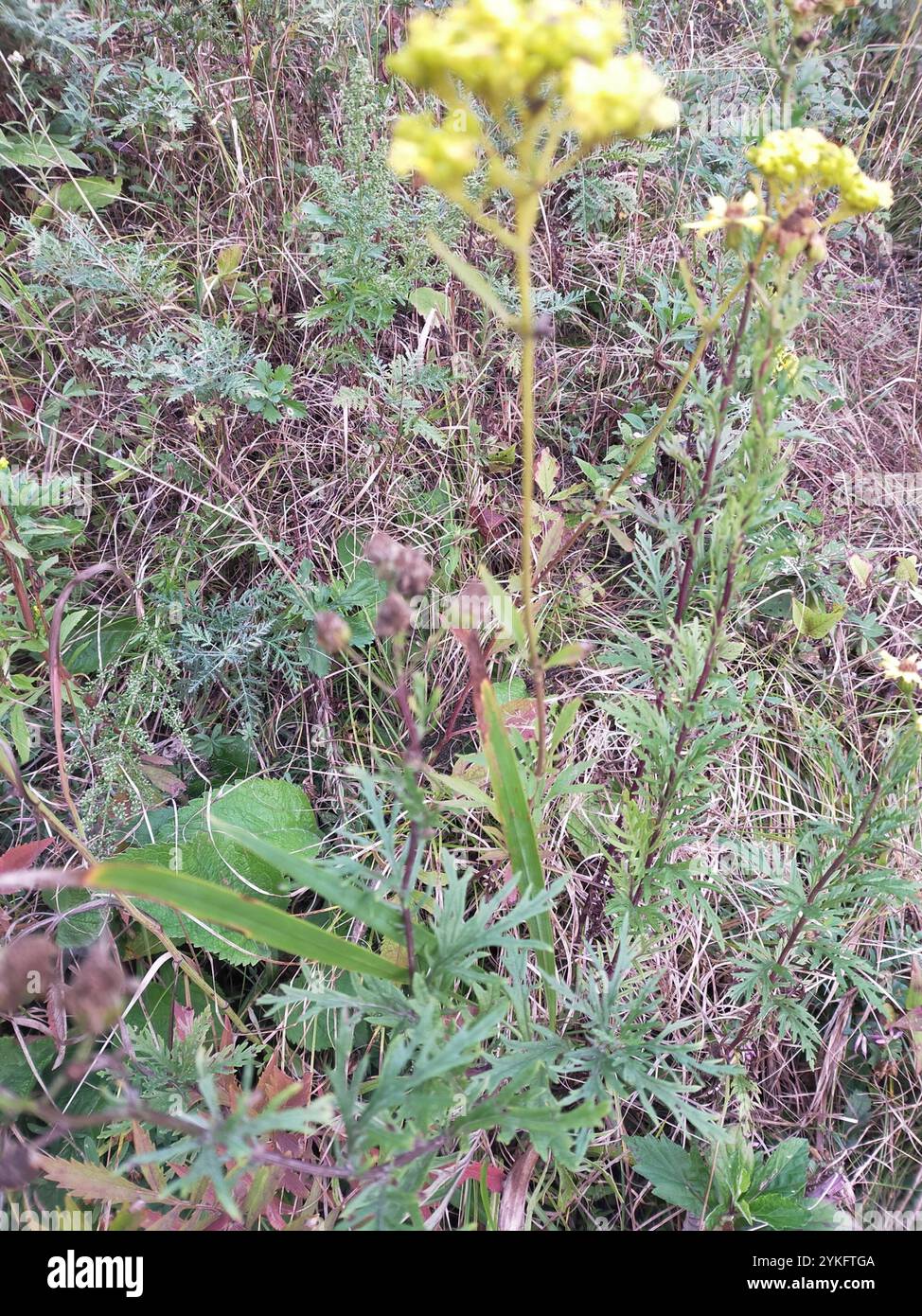 eastern valerian (Patrinia scabiosifolia Stock Photo - Alamy