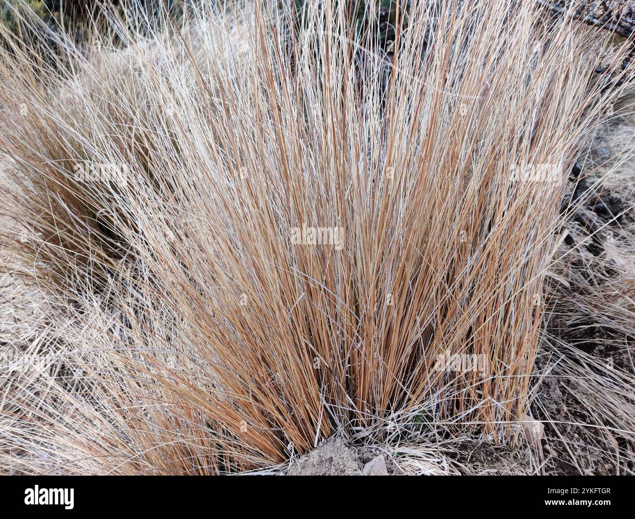 red tussock grass (Chionochloa rubra Stock Photo - Alamy