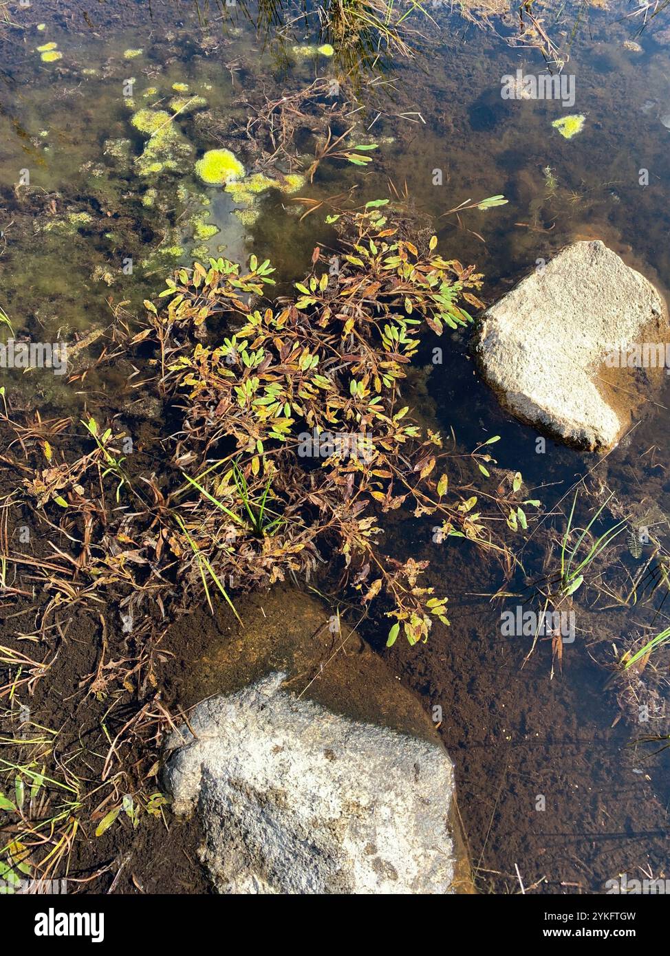 ribbon-leaved pondweed (Potamogeton epihydrus Stock Photo - Alamy