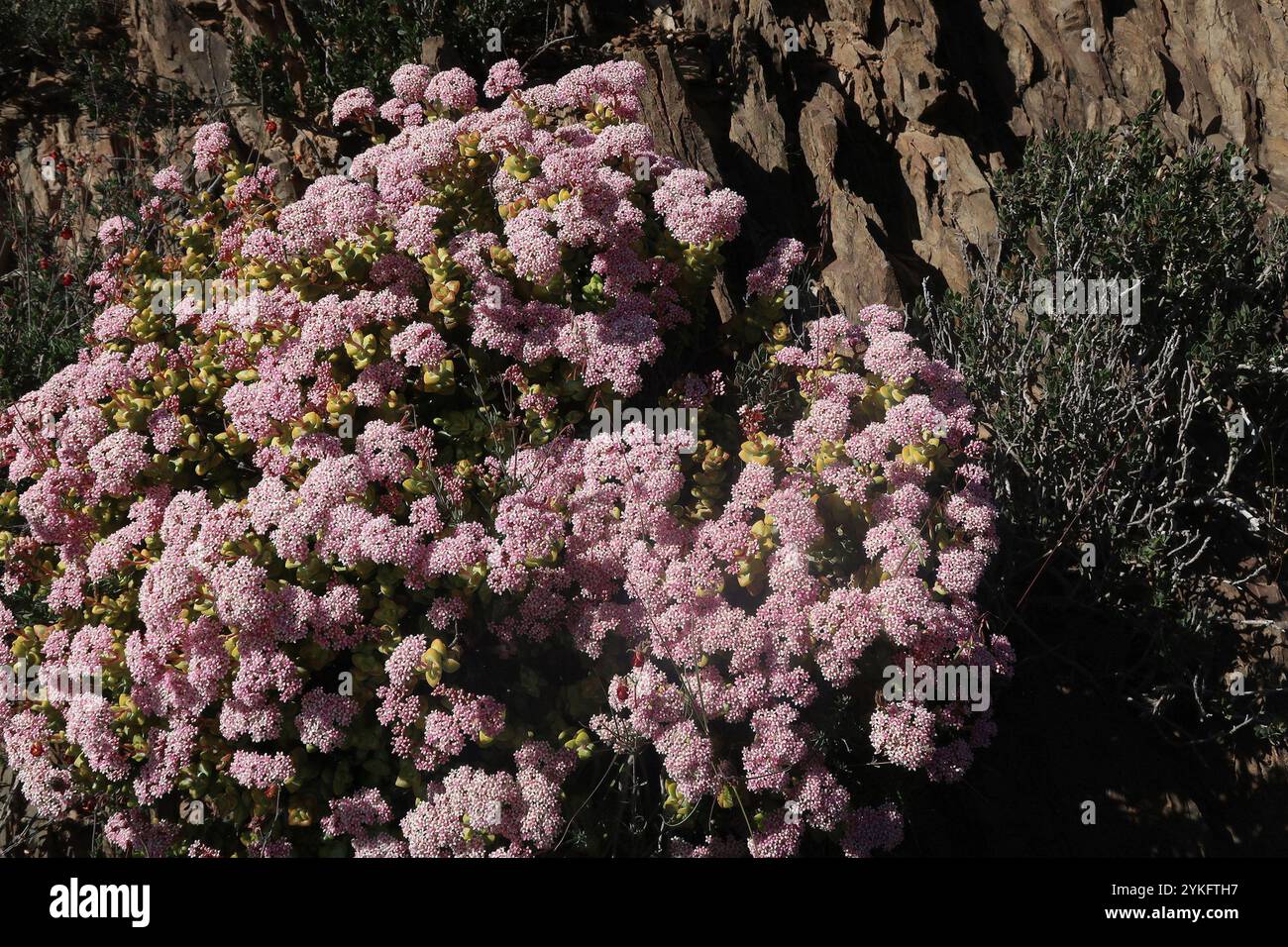 Kebab Bush (Crassula rupestris Stock Photo - Alamy