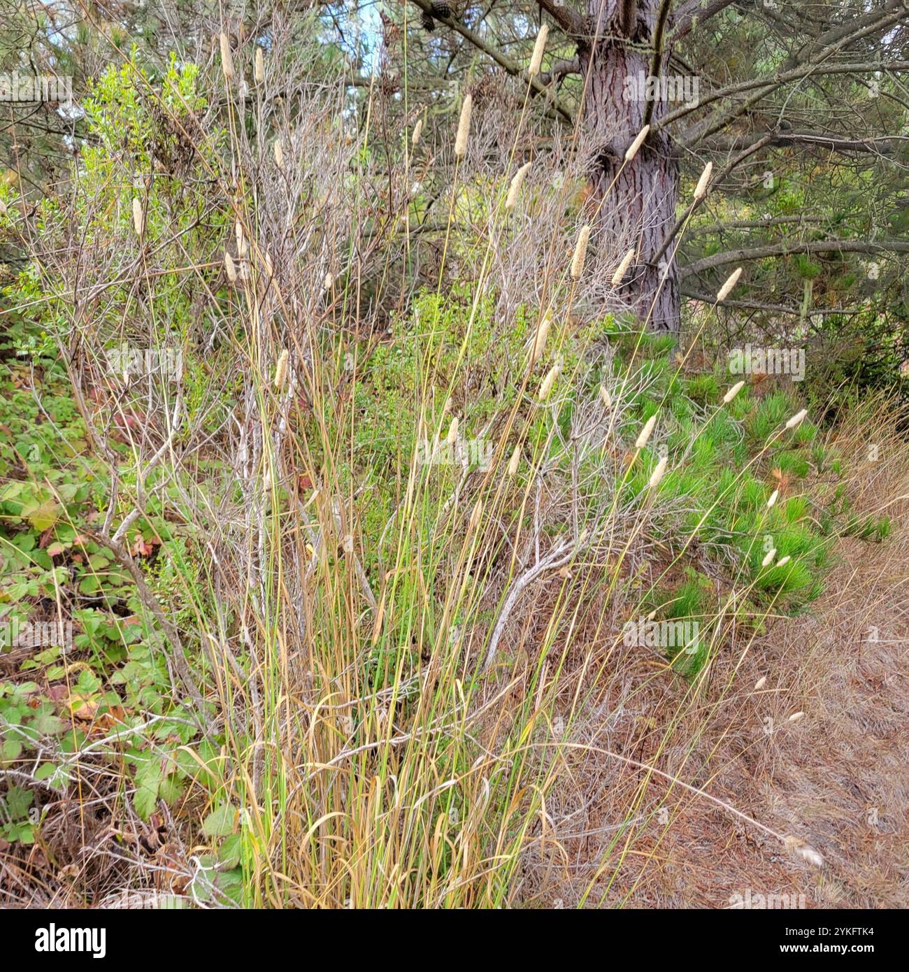 Phalaris aquatica hi-res stock photography and images - Alamy