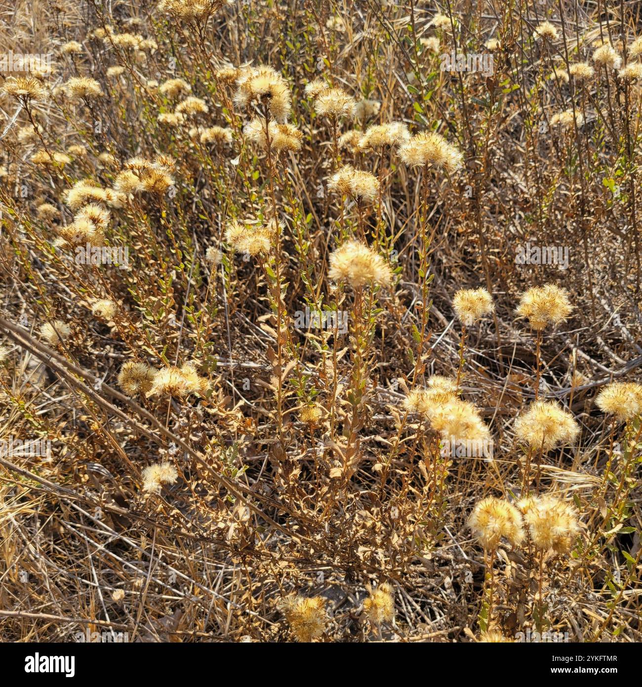 Coastal Goldenbush (Isocoma menziesii Stock Photo - Alamy