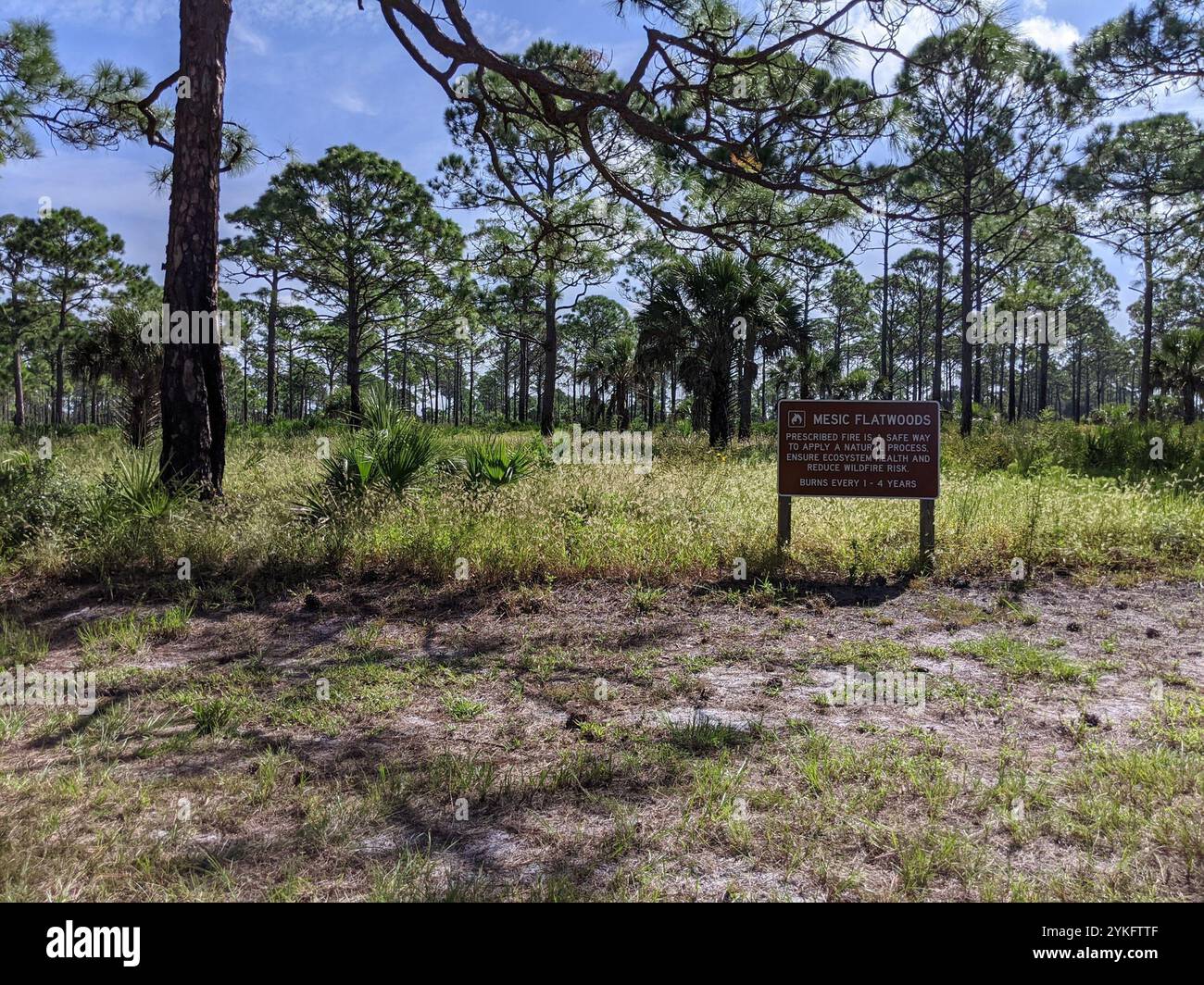 slash pine (Pinus elliottii Stock Photo - Alamy