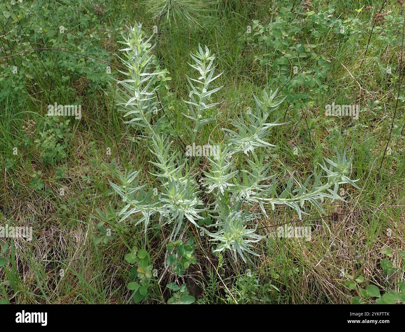 stoneseeds, puccoons, and gromwells (Lithospermum Stock Photo - Alamy