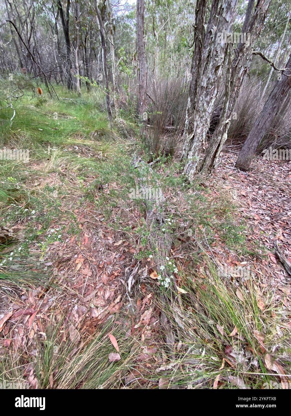 Polygalifolium hi-res stock photography and images - Alamy