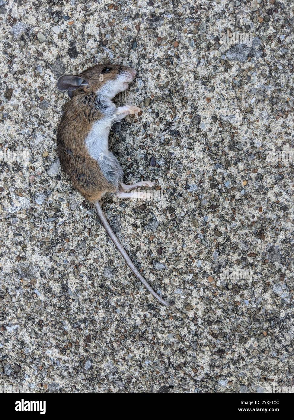 Deer Mouse (Peromyscus maniculatus Stock Photo - Alamy