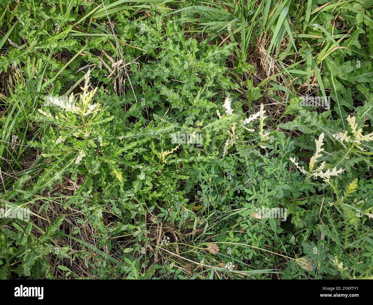 Bacterial Speck (Pseudomonas syringae Stock Photo - Alamy