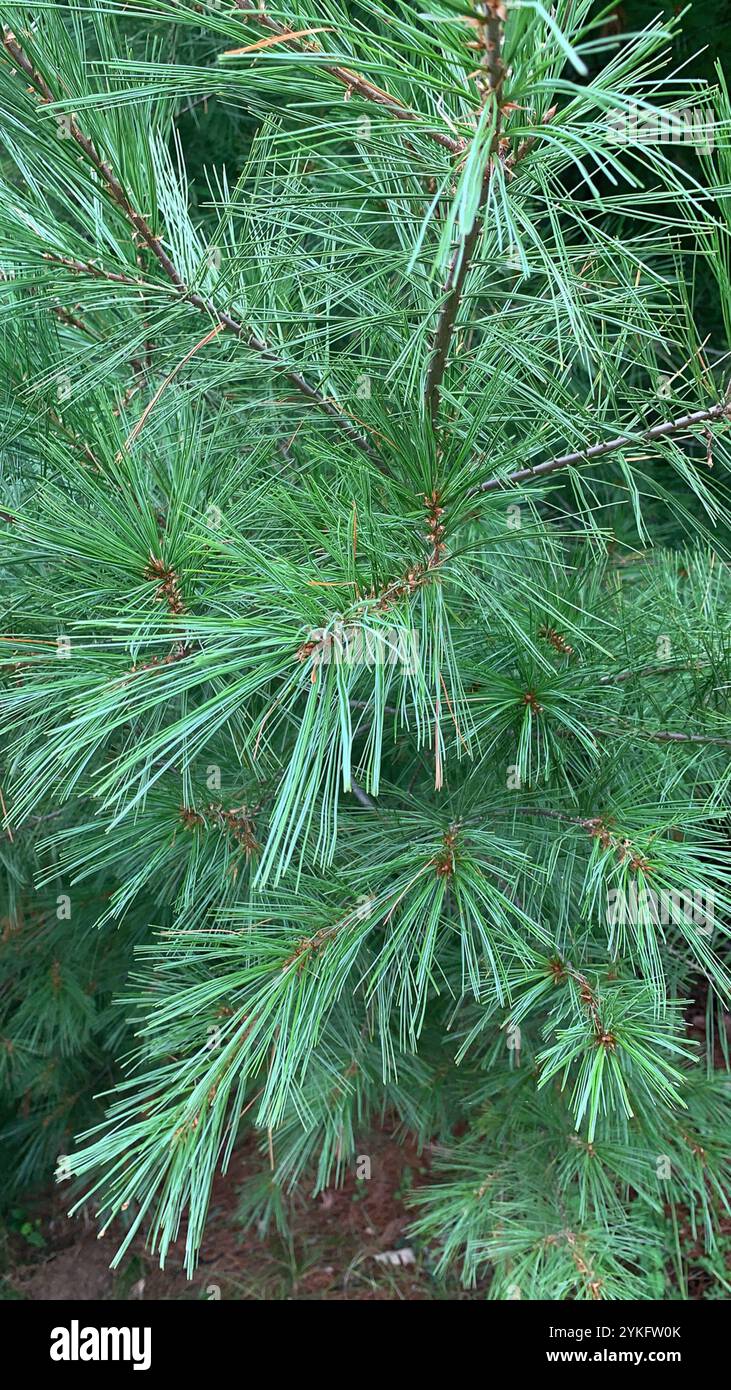 eastern white pine (Pinus strobus Stock Photo - Alamy