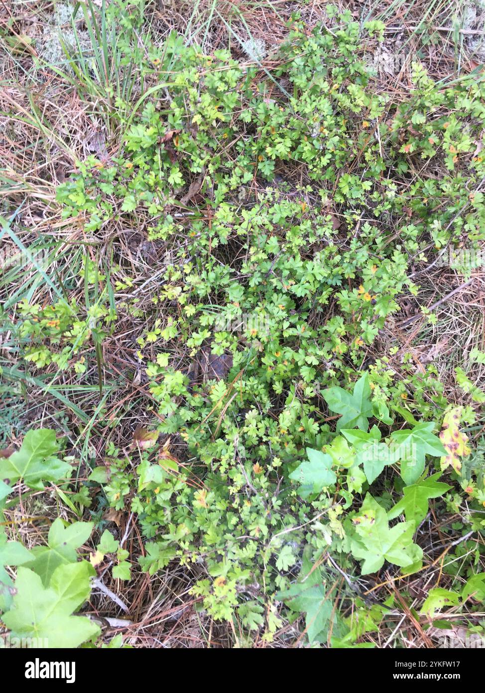 parsley hawthorn (Crataegus marshallii Stock Photo - Alamy