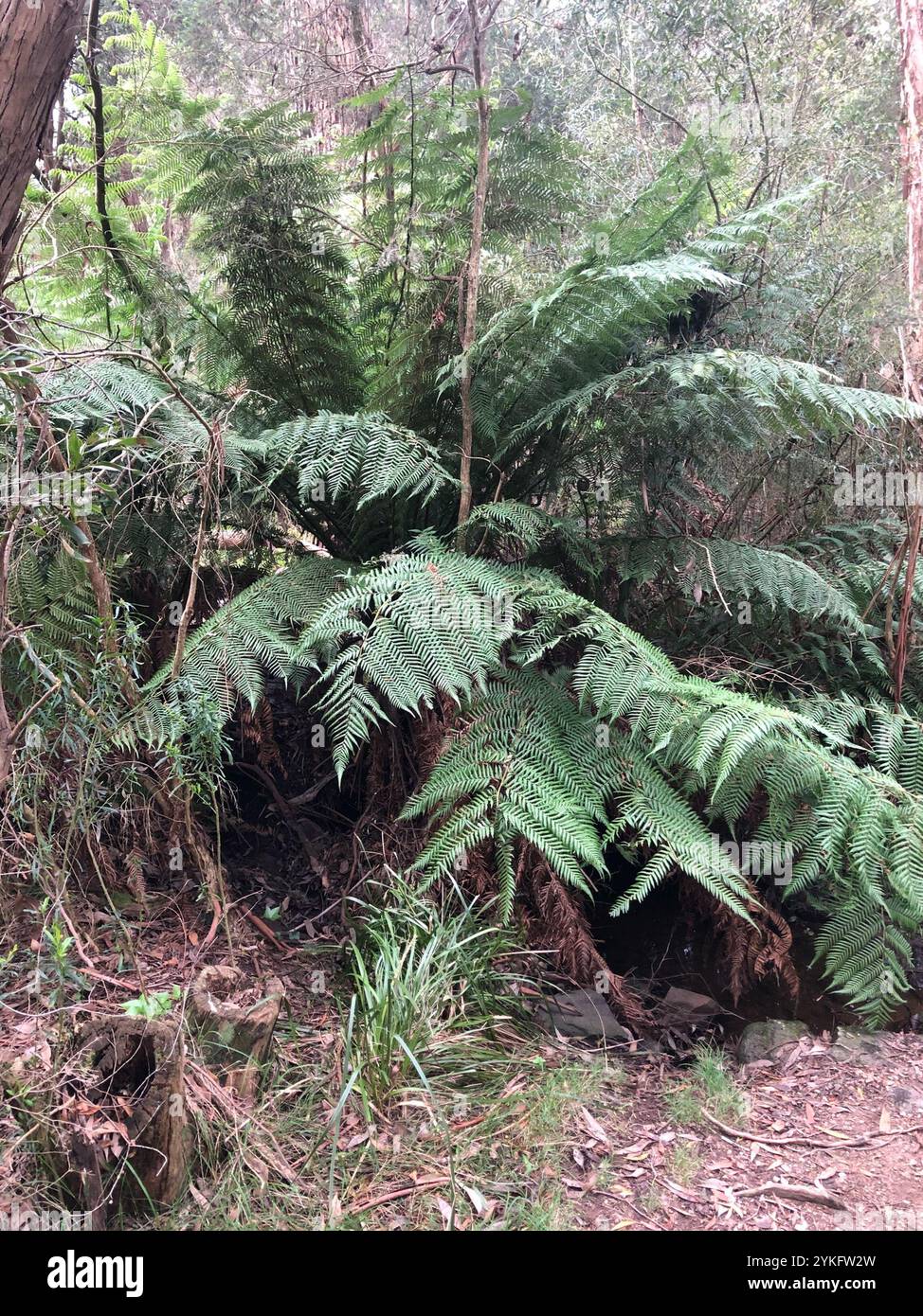 rough tree-fern (Cyathea australis Stock Photo - Alamy