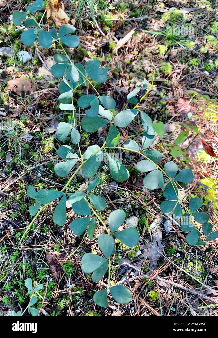 eastern wild indigo (Baptisia tinctoria Stock Photo - Alamy