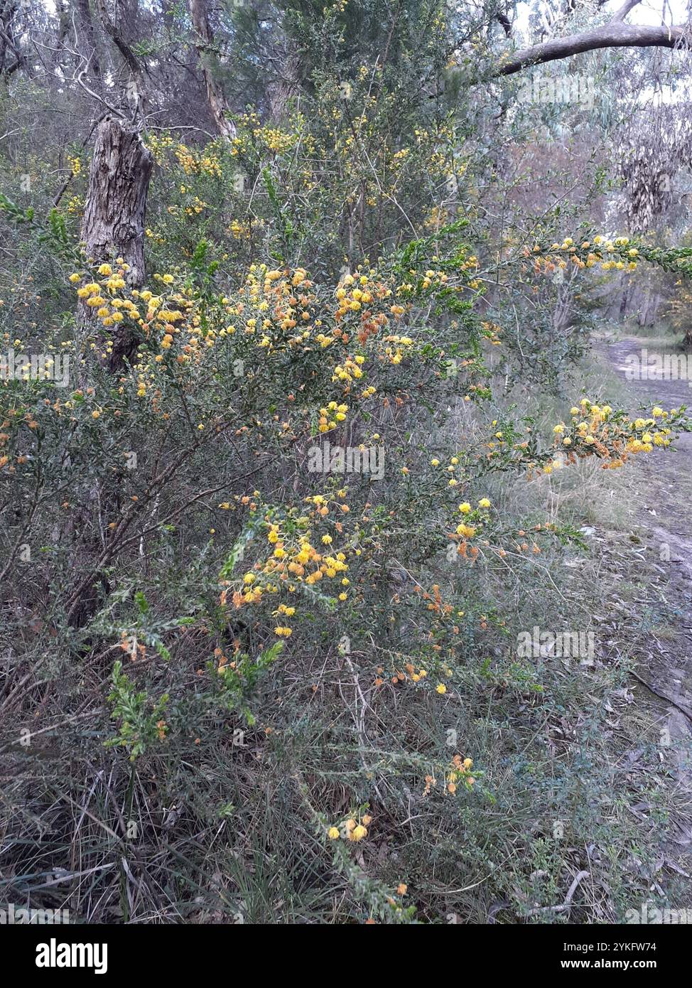 Kangaroo thorn (Acacia paradoxa Stock Photo - Alamy