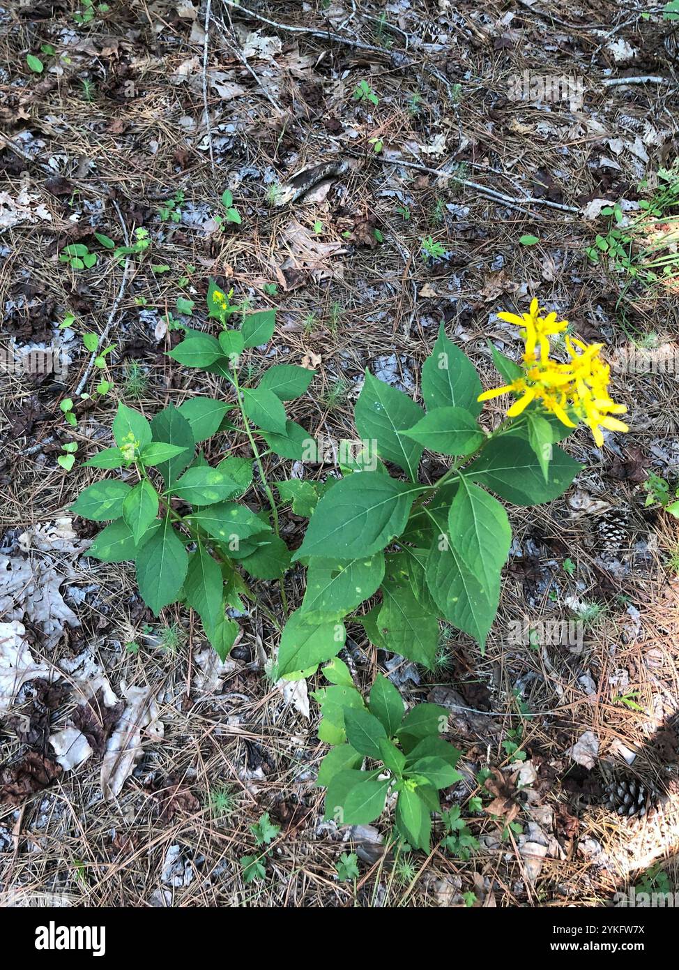Yellow Crownbeard (Verbesina occidentalis Stock Photo - Alamy