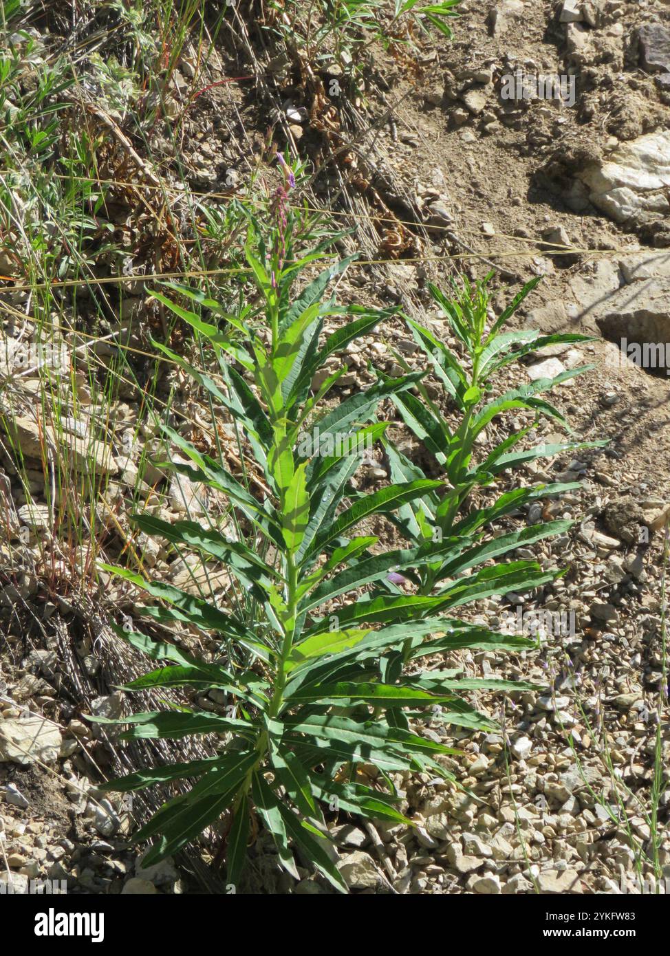 fireweed (Chamaenerion angustifolium Stock Photo - Alamy