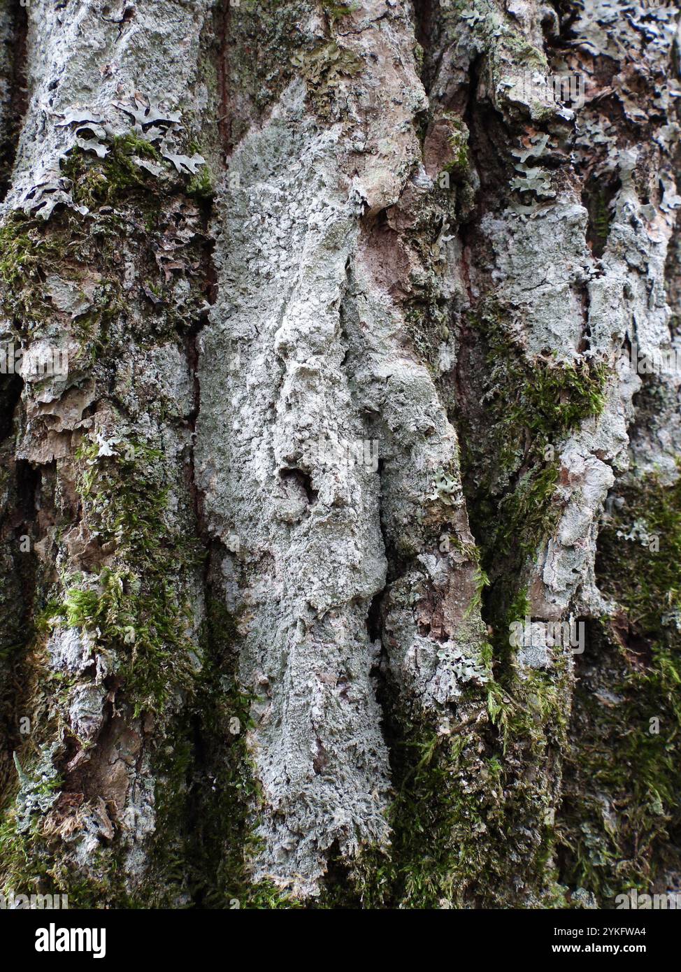 Pore lichen (Lepra albescens Stock Photo - Alamy