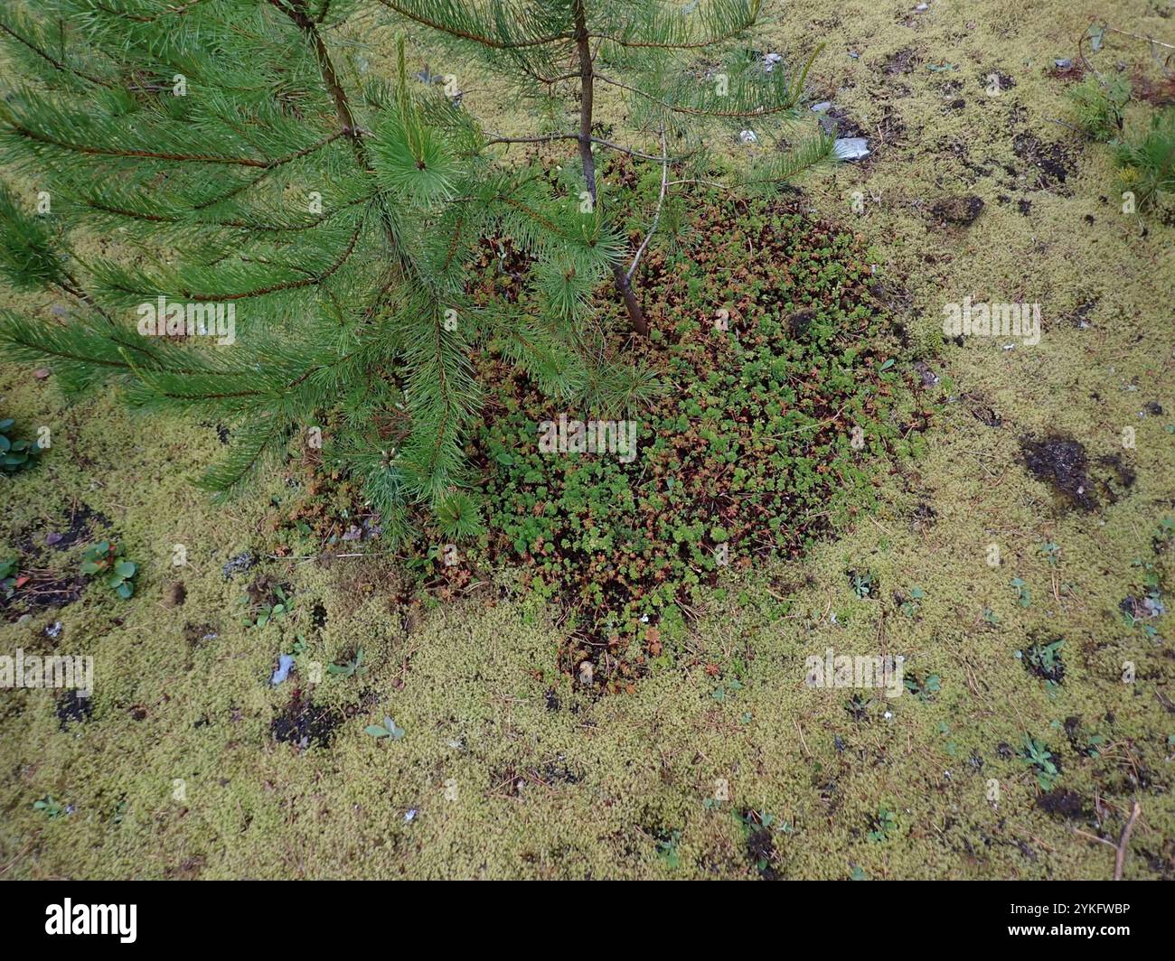 Partridgefoot (Luetkea pectinata Stock Photo - Alamy