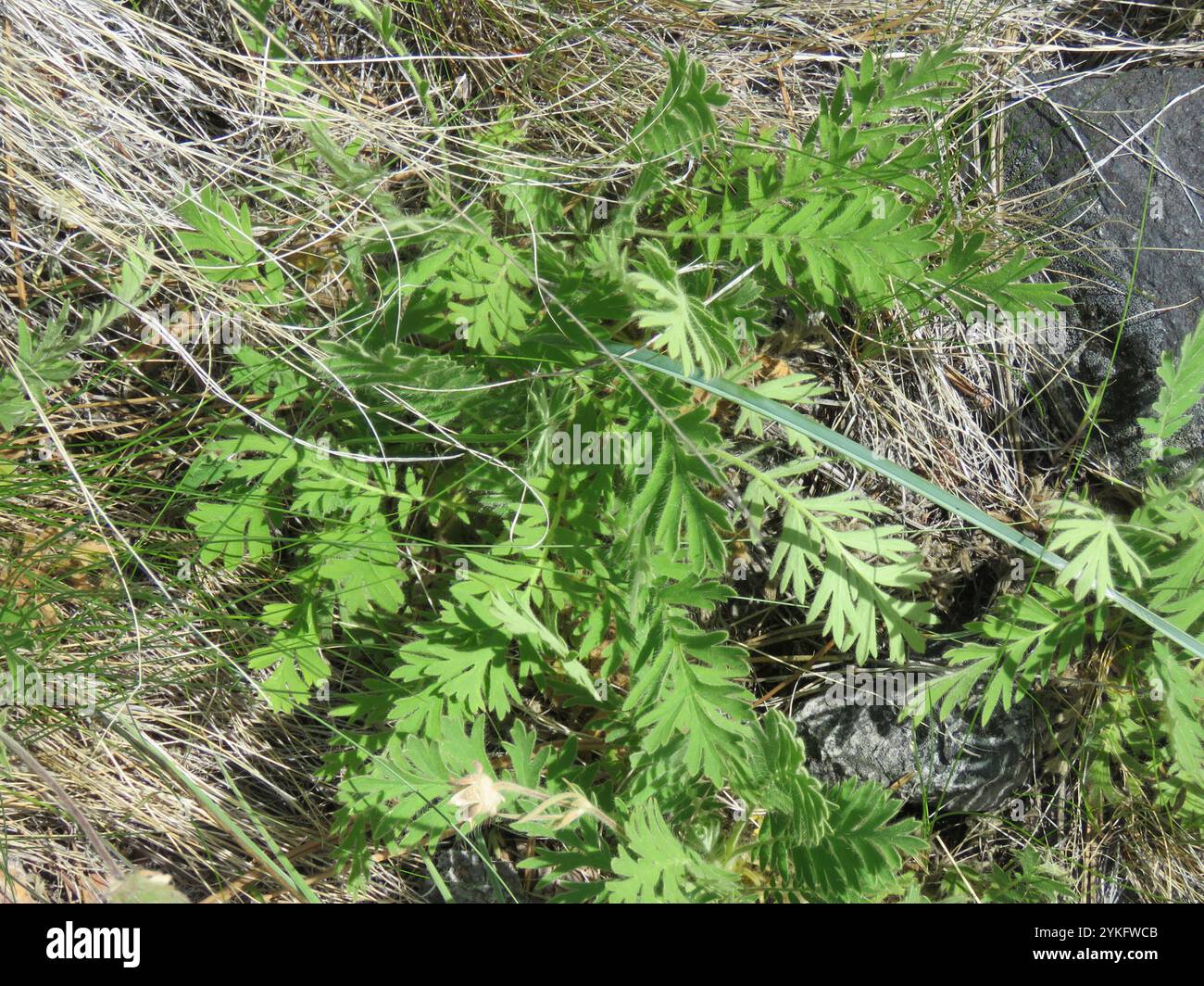 prairie smoke (Geum triflorum Stock Photo - Alamy