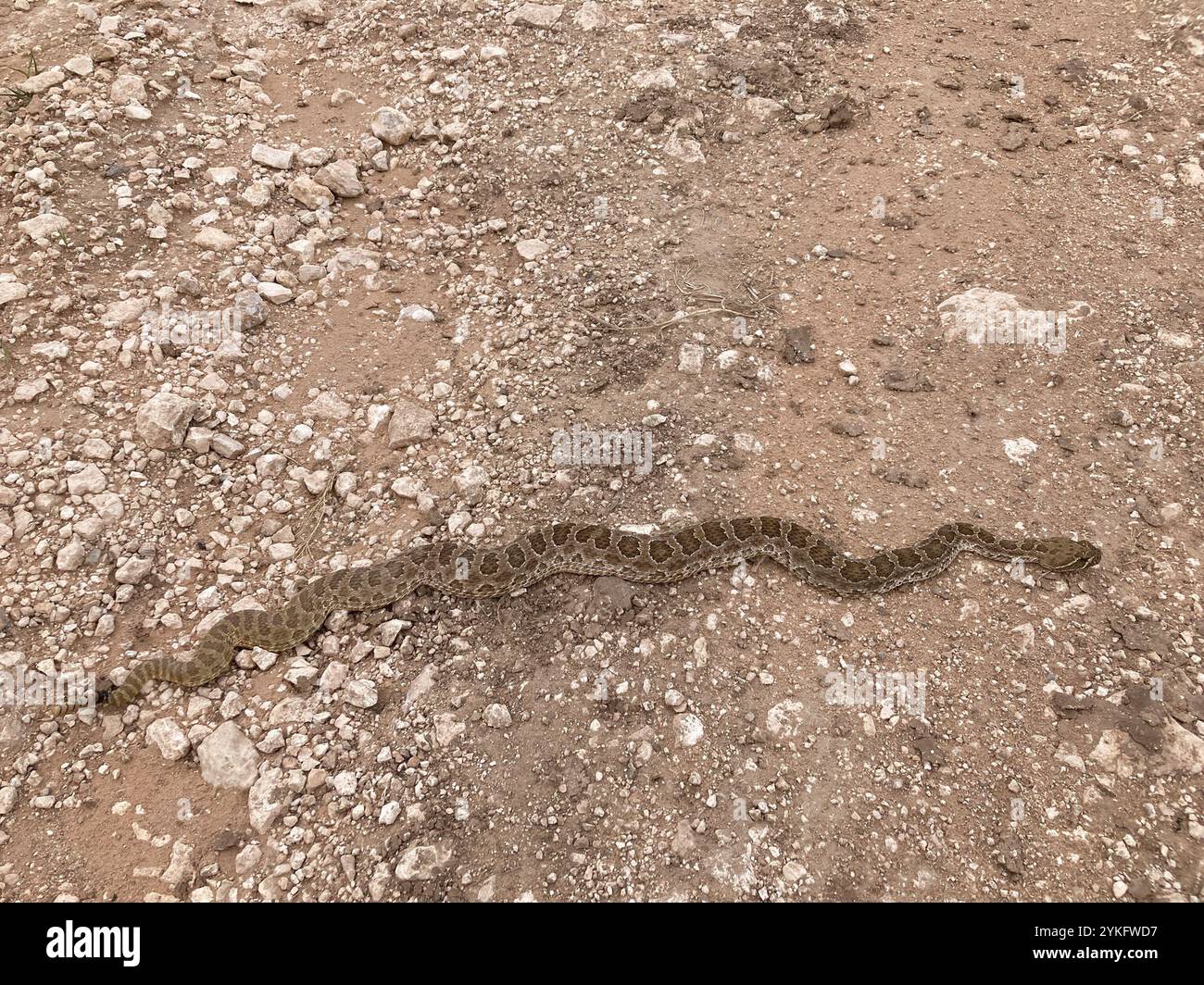 Prairie Rattlesnake (Crotalus viridis Stock Photo - Alamy