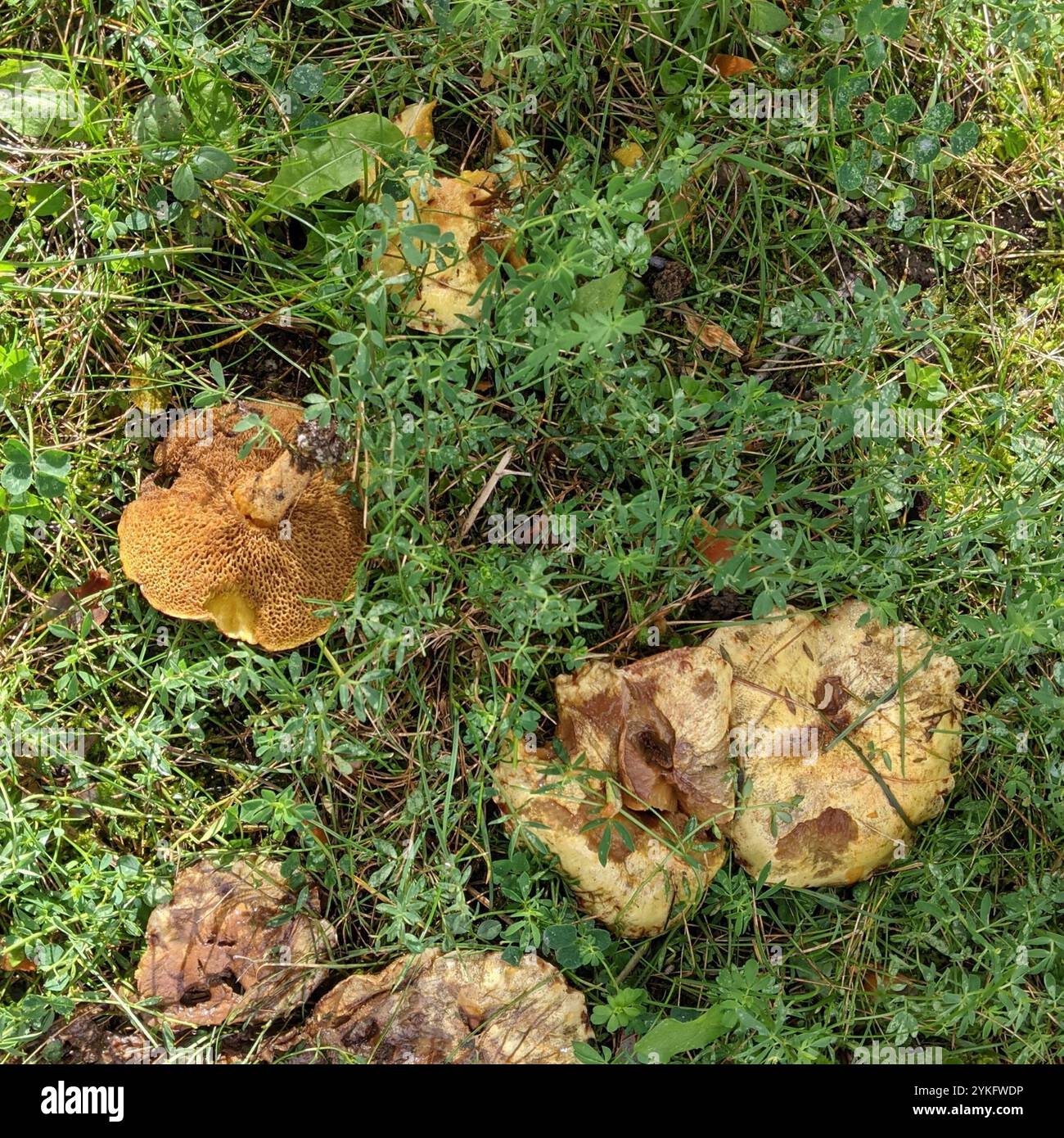 Slippery Jacks (Suillus Stock Photo - Alamy