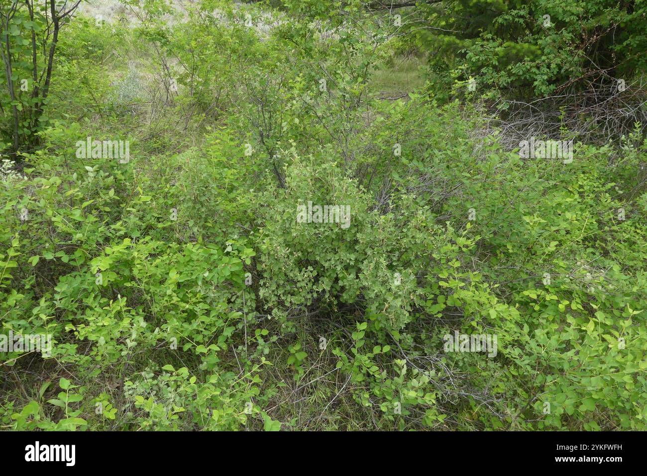 wax currant (Ribes cereum Stock Photo - Alamy