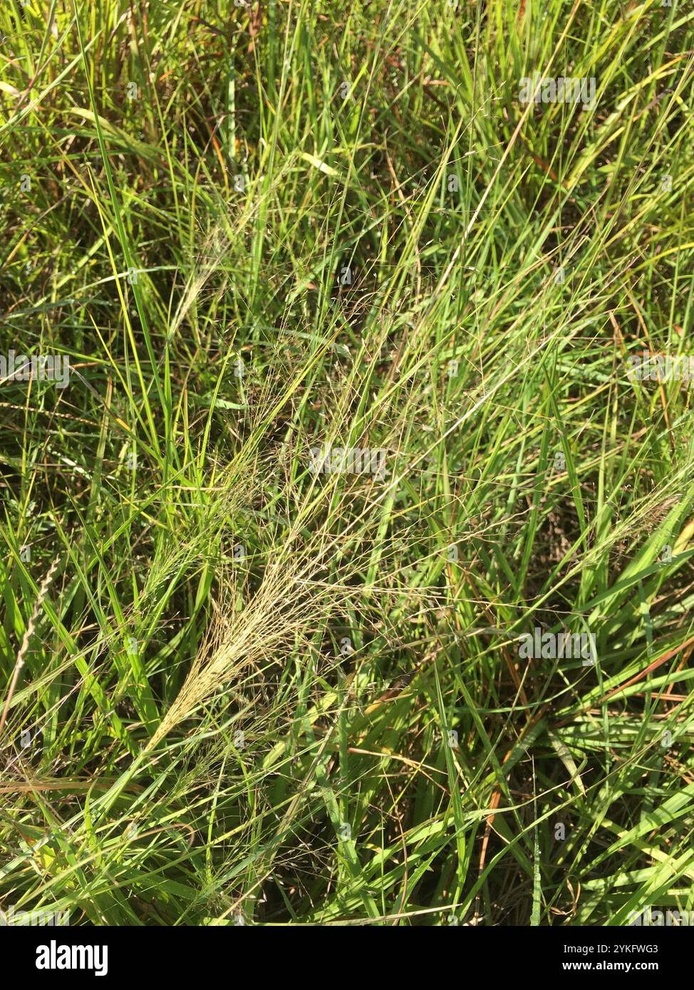 Purple Lovegrass (Eragrostis spectabilis Stock Photo - Alamy