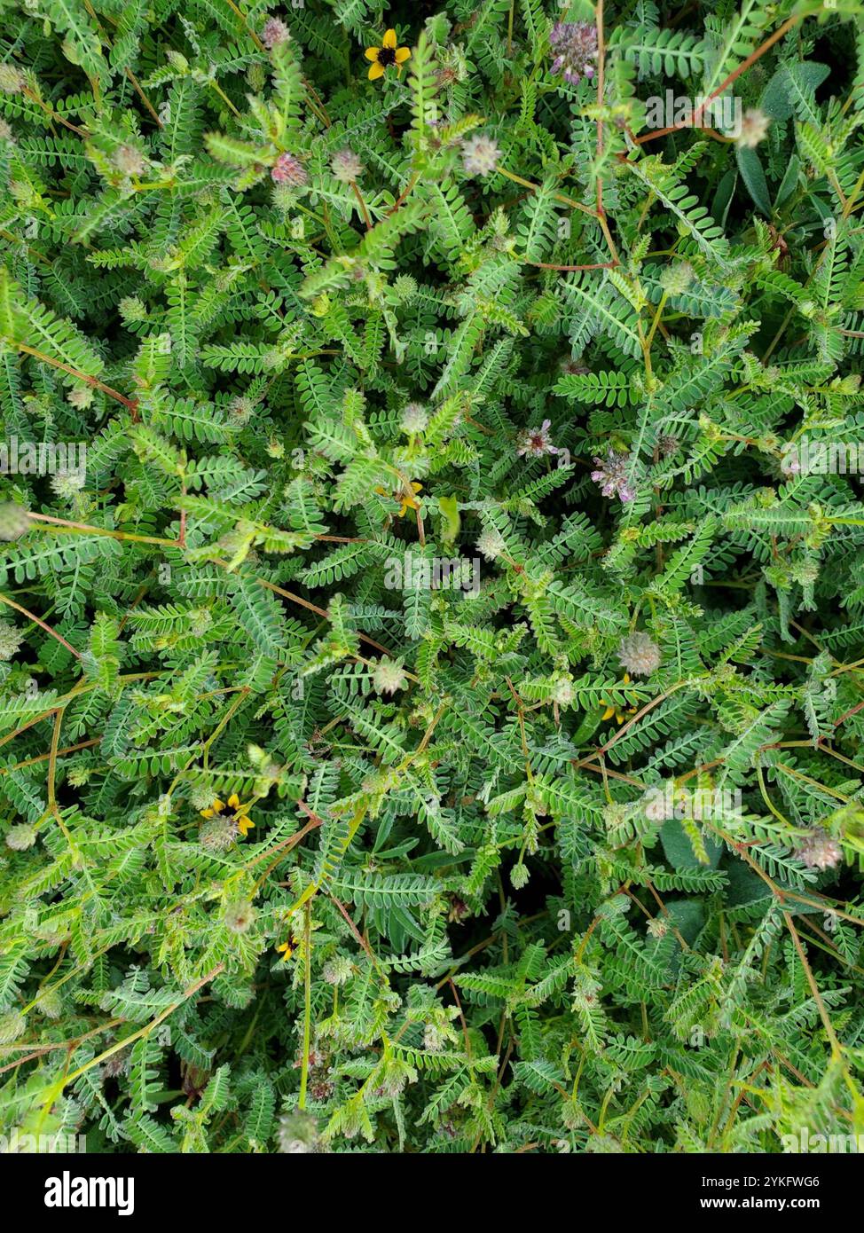 Silver Prairie Clover (Dalea bicolor Stock Photo - Alamy