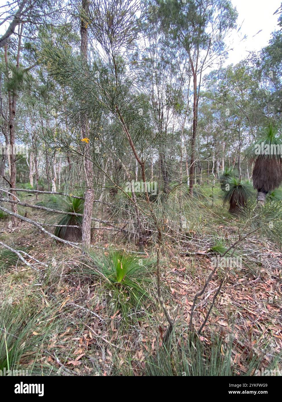 winged broom-pea (Jacksonia scoparia Stock Photo - Alamy