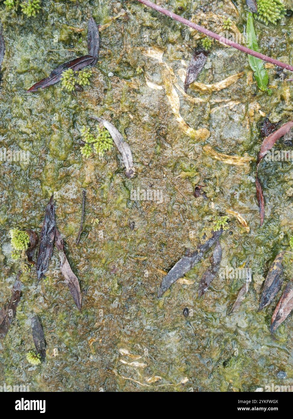 Big-eyed Toad Bug (Gelastocoris oculatus Stock Photo - Alamy