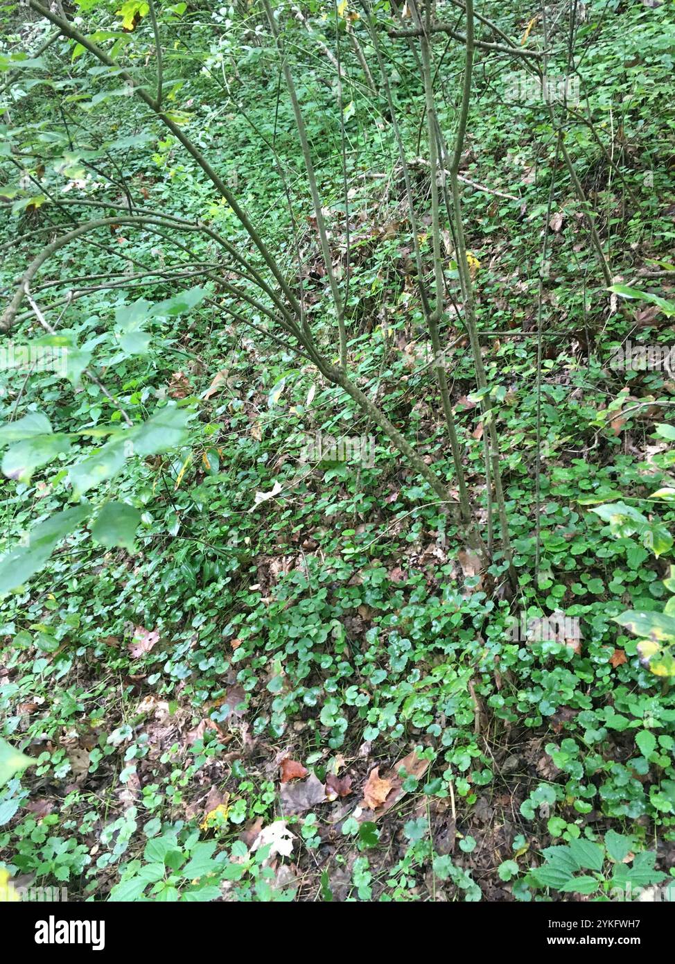 Staphylea trifolia hi-res stock photography and images - Alamy