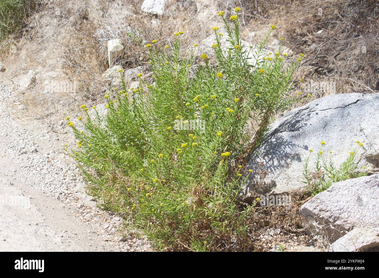 Spanish False Fleabane (Pulicaria paludosa Stock Photo - Alamy