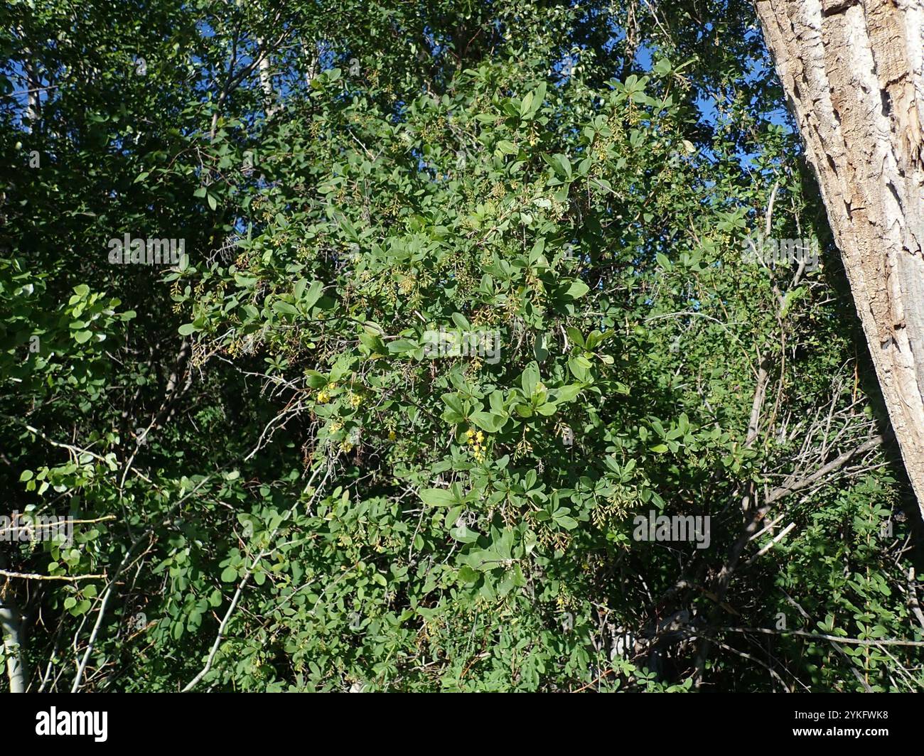 European barberry (Berberis vulgaris Stock Photo - Alamy