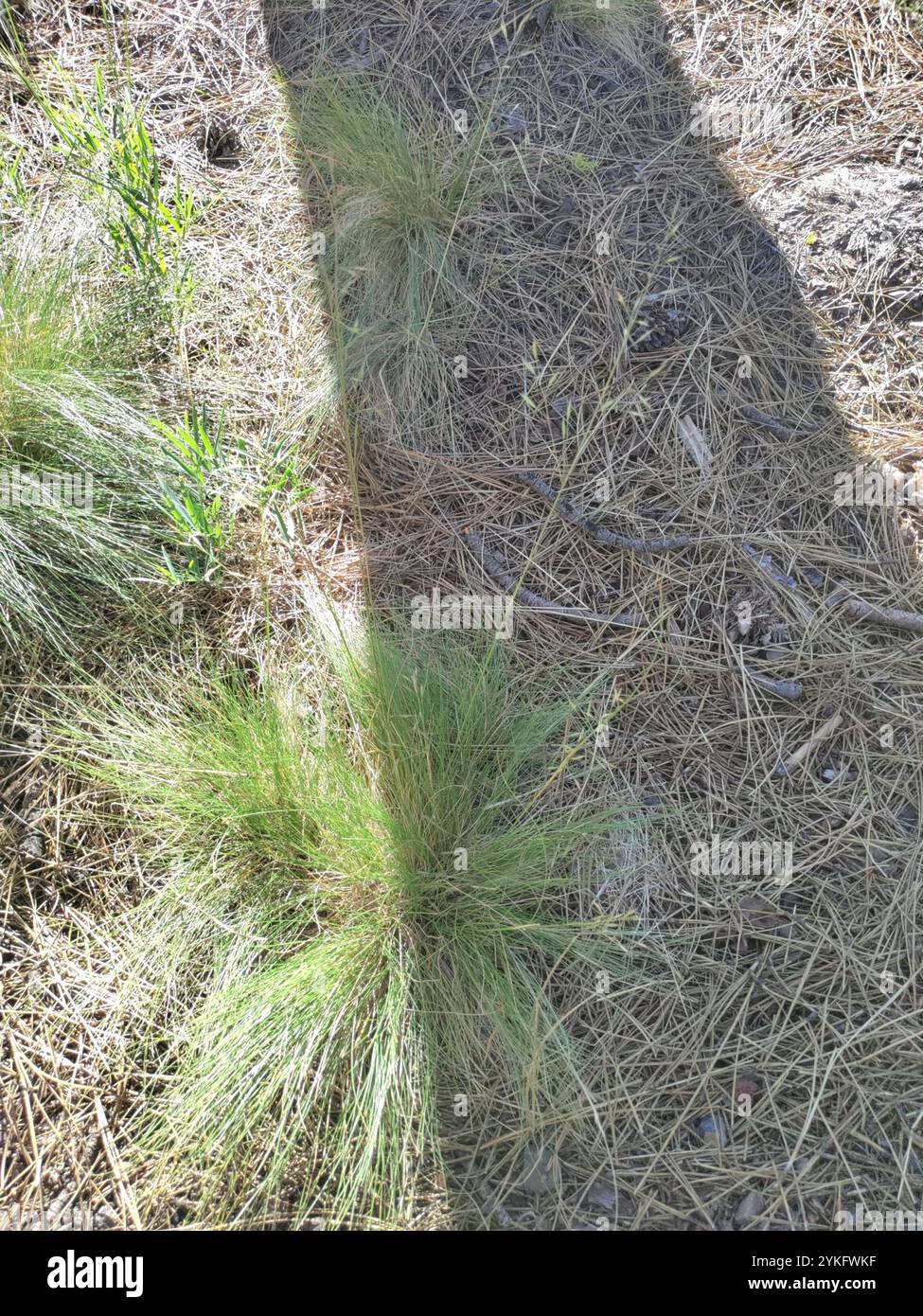 red fescue (Festuca rubra Stock Photo - Alamy