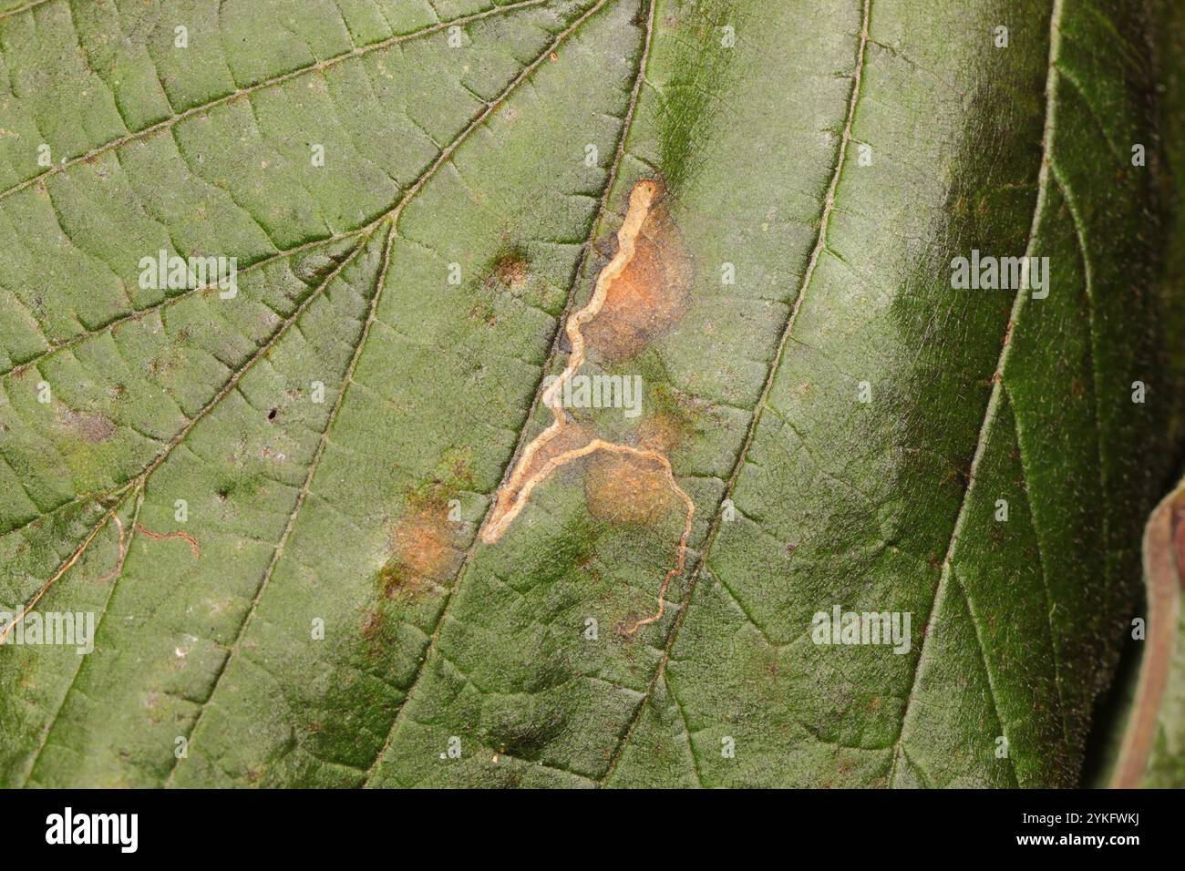 Hazel Leafminer Moth (Stigmella microtheriella Stock Photo - Alamy