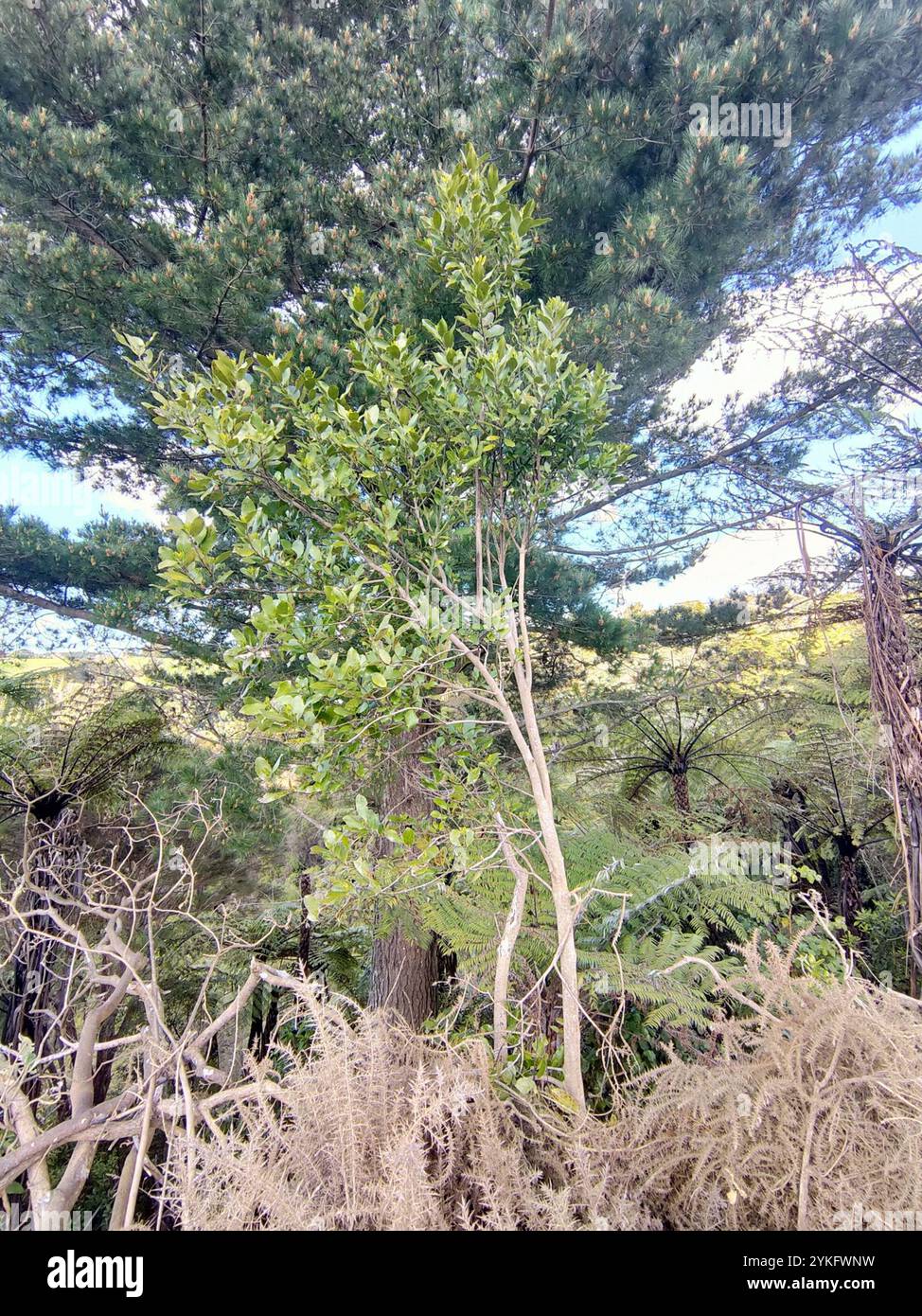 Hedycarya arborea hedycarya arborea hi-res stock photography and images ...