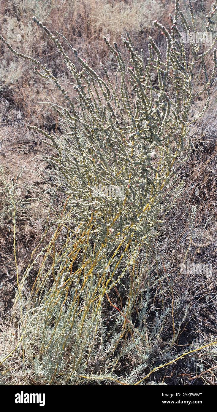 Forage Kochia (Bassia prostrata Stock Photo - Alamy