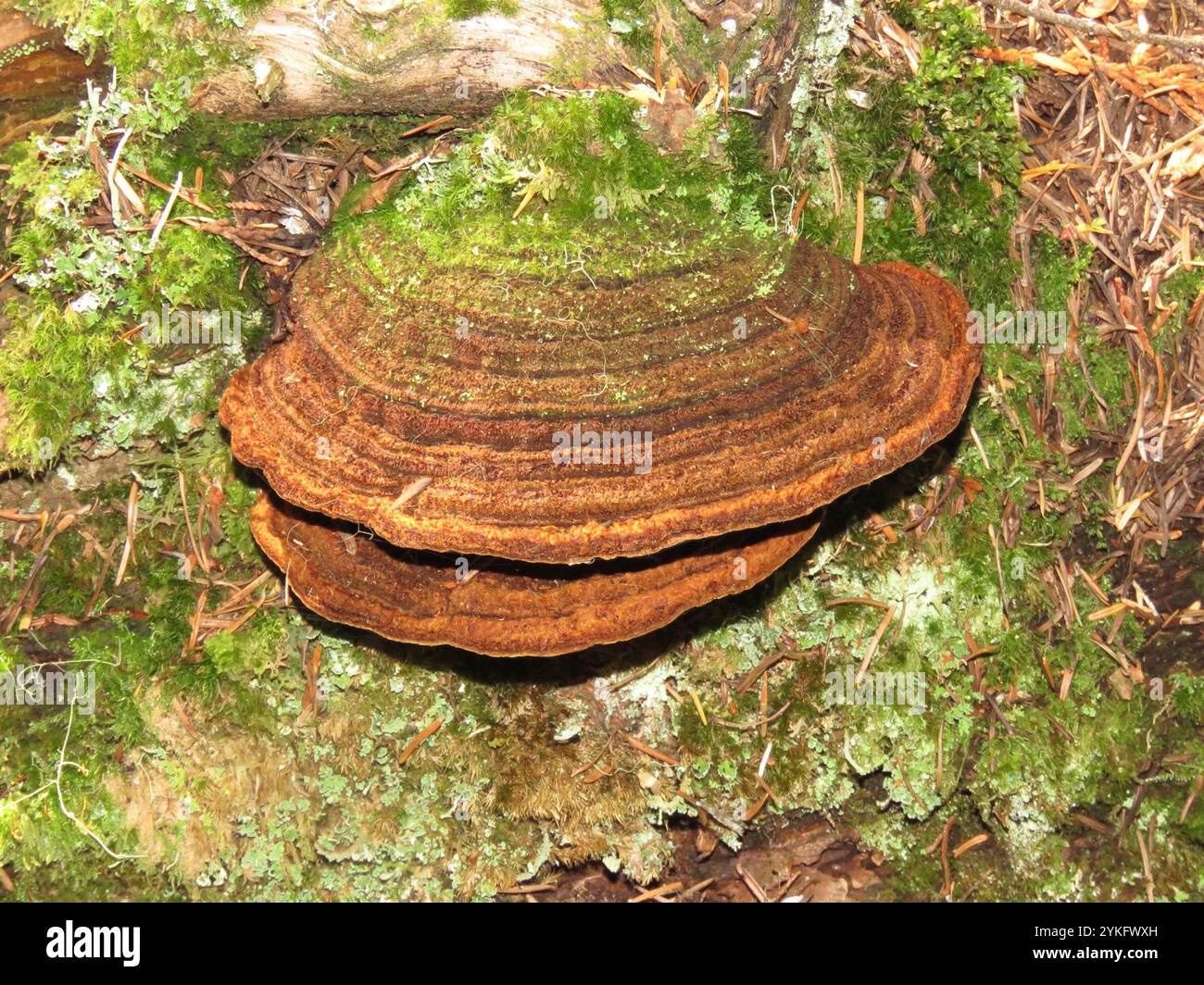 shelf fungi (Polyporales Stock Photo - Alamy