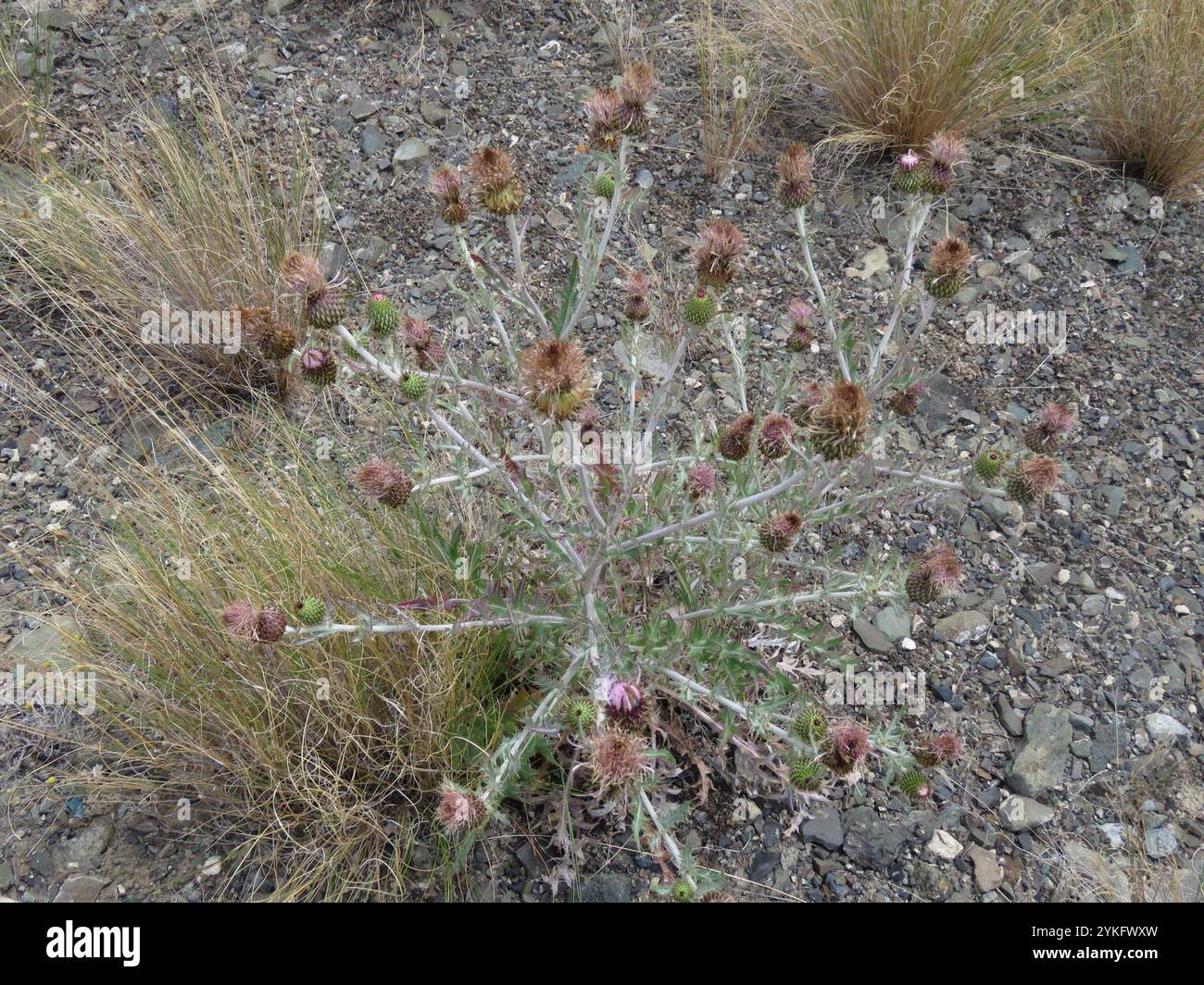 wavyleaf thistle (Cirsium undulatum Stock Photo - Alamy