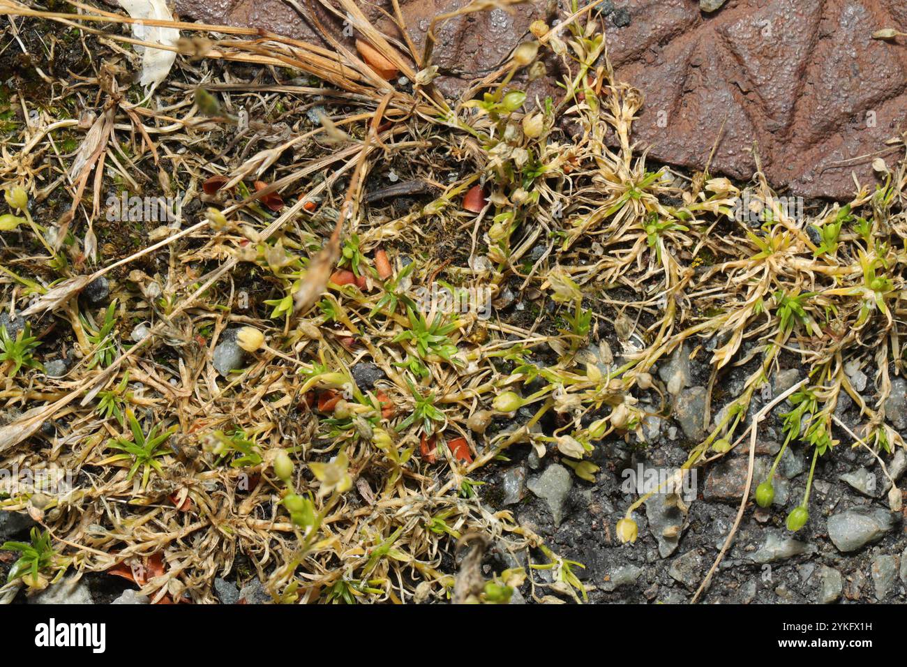 Procumbent Pearlwort (Sagina procumbens Stock Photo - Alamy
