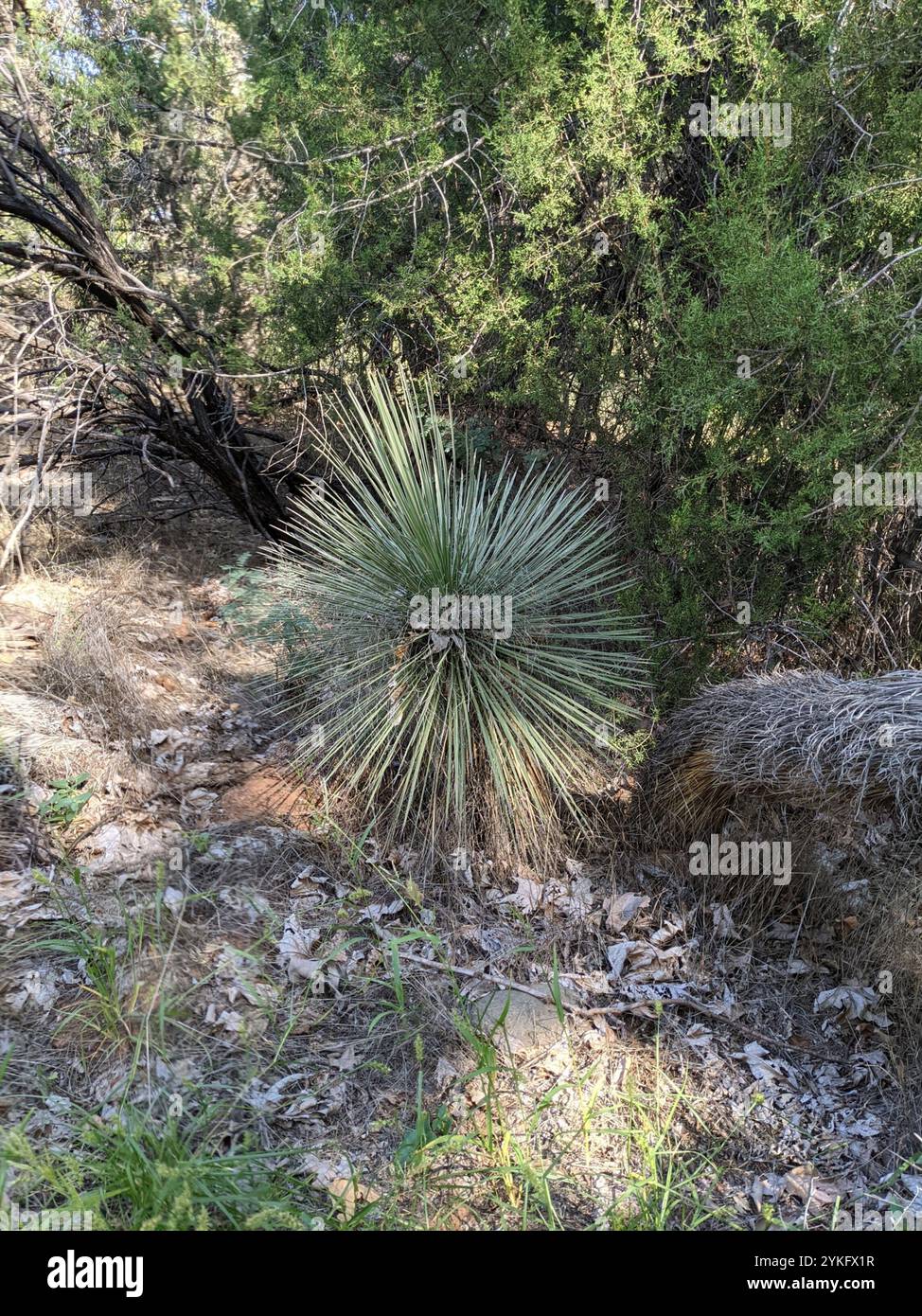Narrowleaf yucca yucca angustissima hi-res stock photography and images ...